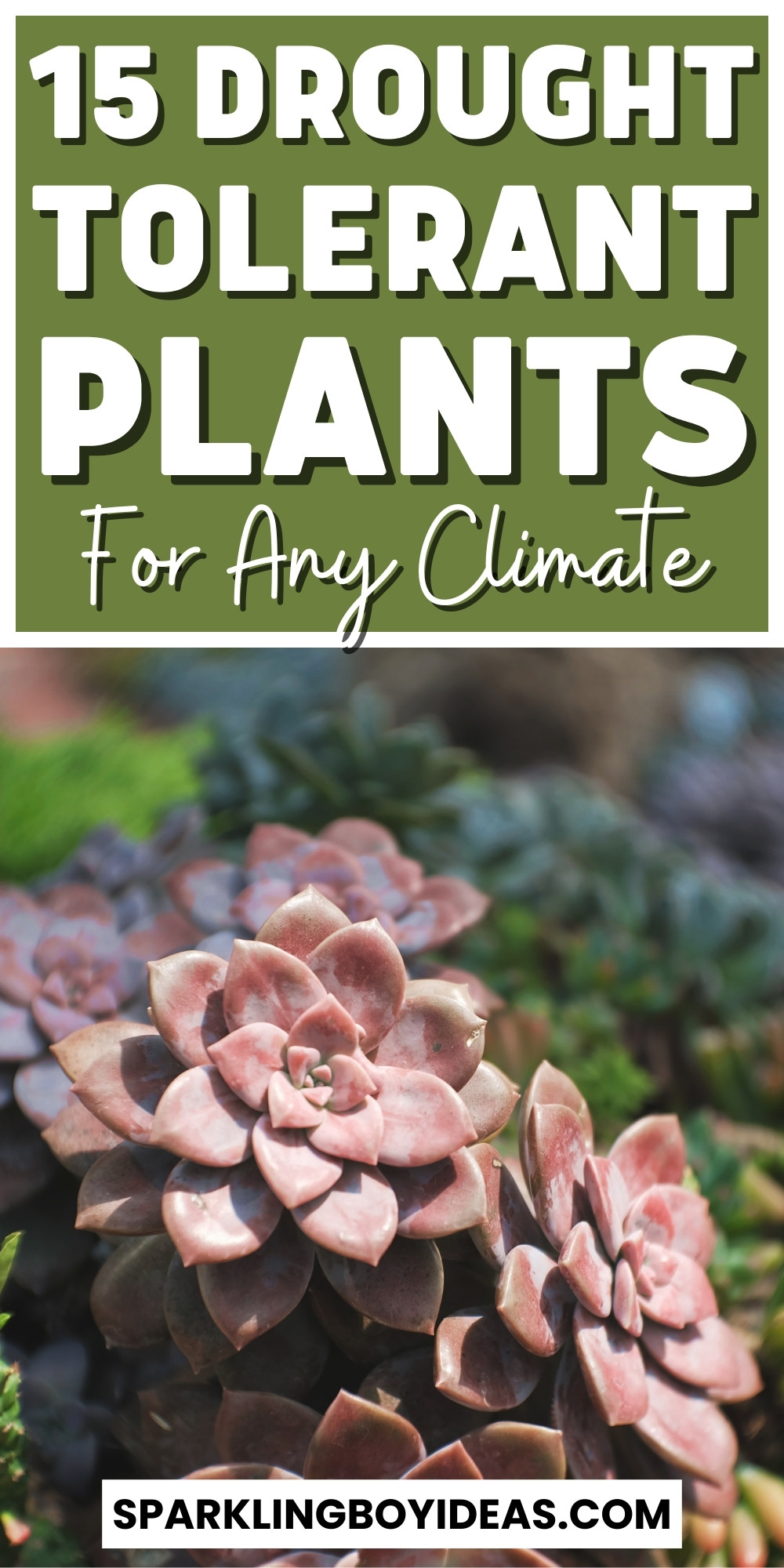 15 Drought Tolerant Plants You'll Love - Sparkling Boy Ideas